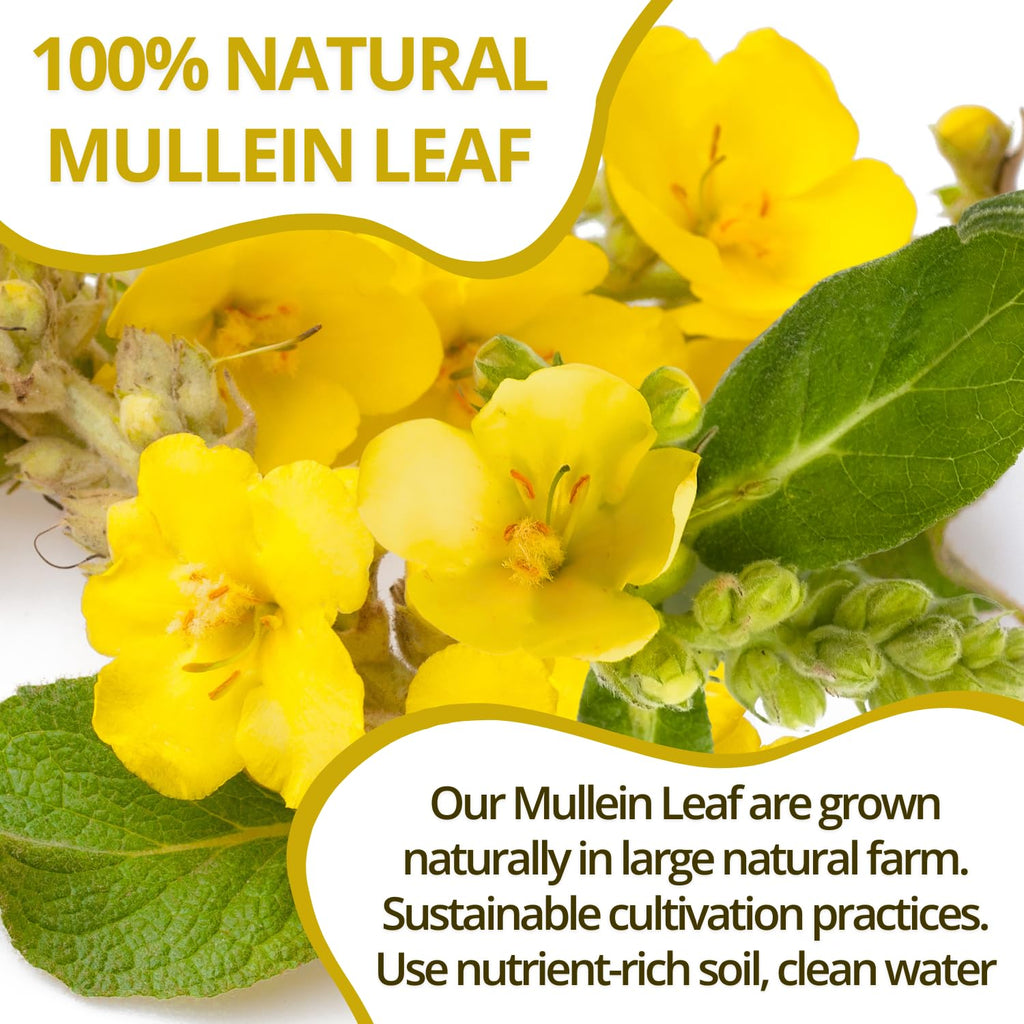soothing mullein leaf herbal infusion