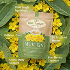 soothing mullein leaf tea