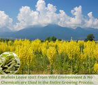 soothing mullein tea bags