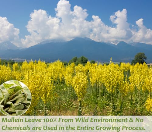 soothing mullein tea bags