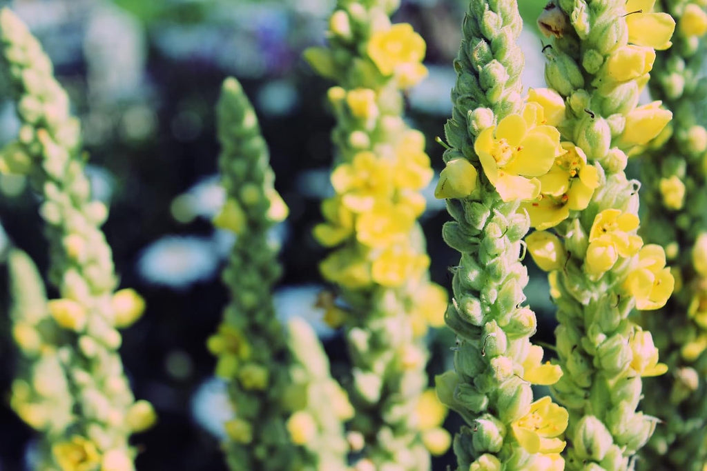 soothing mullein tea for wellness