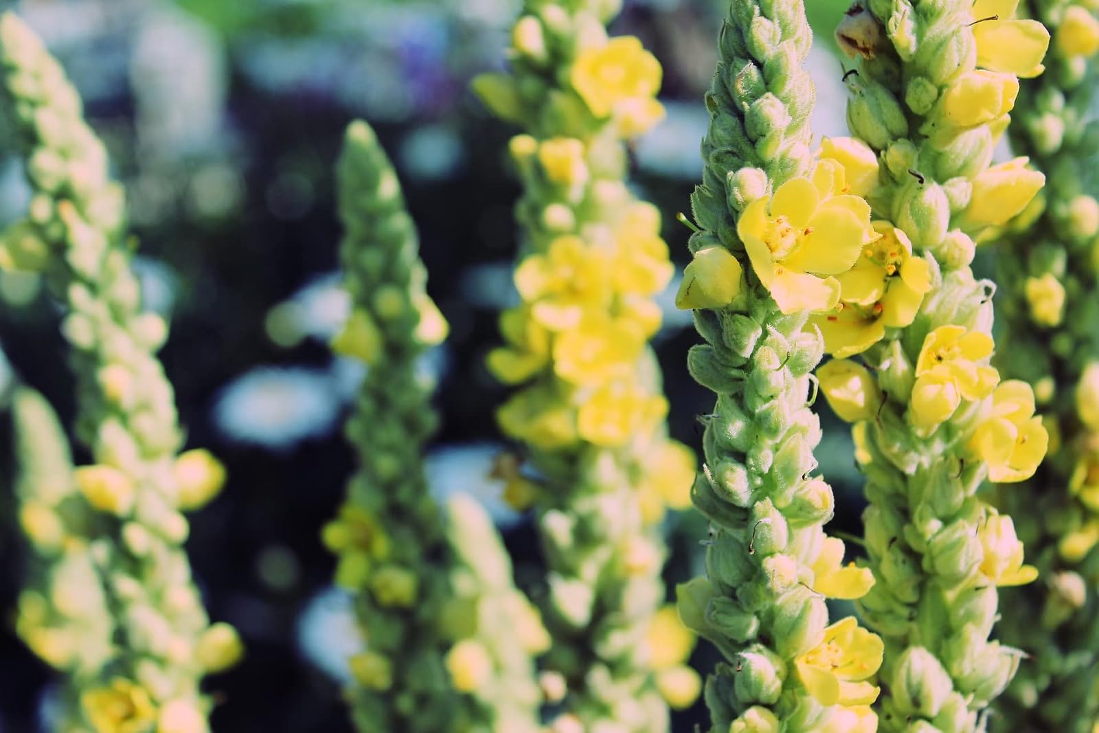 soothing mullein tea for wellness