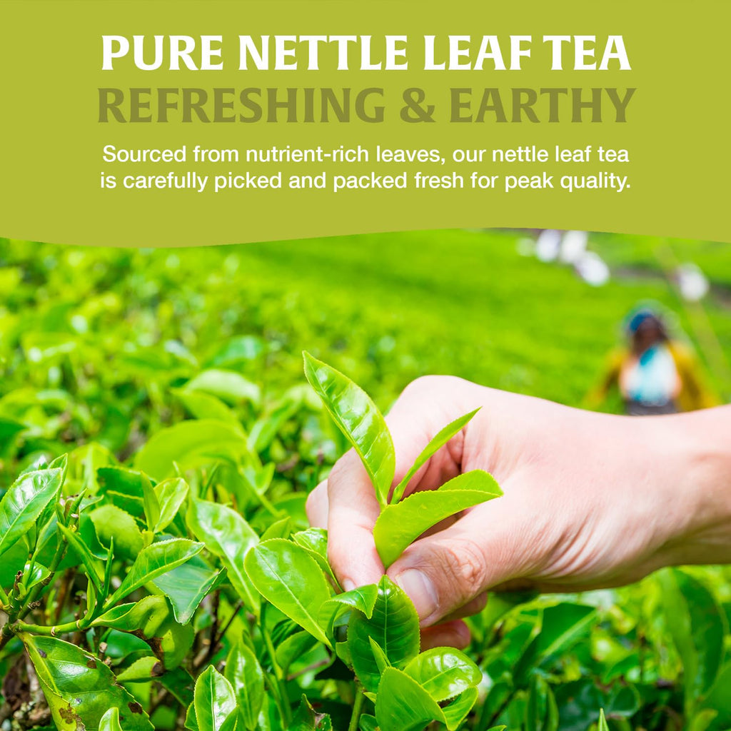 soothing nettle tea for wellness