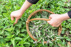 soothing nettle tea for wellness