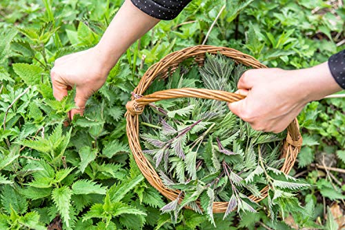 soothing nettle tea for wellness