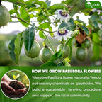 soothing passion flower tea for stress relief