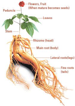 soothing red ginseng tea blend