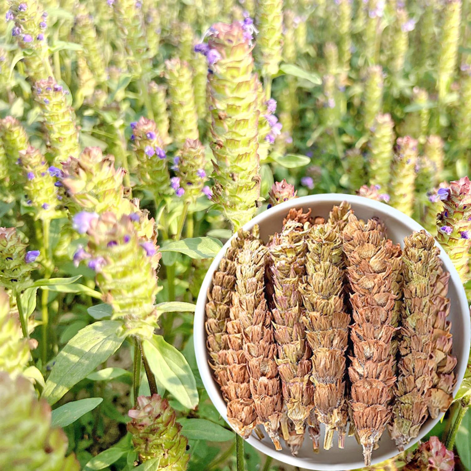 soothing self heal tea blend