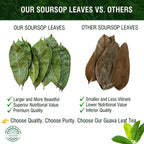 soothing soursop herbal drink bags