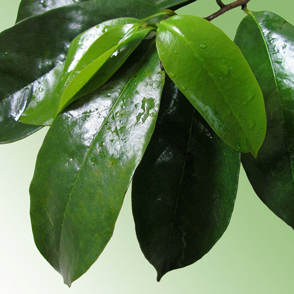 soothing soursop leaf infusion