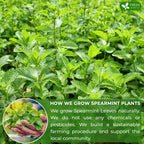 soothing spearmint tea for digestion
