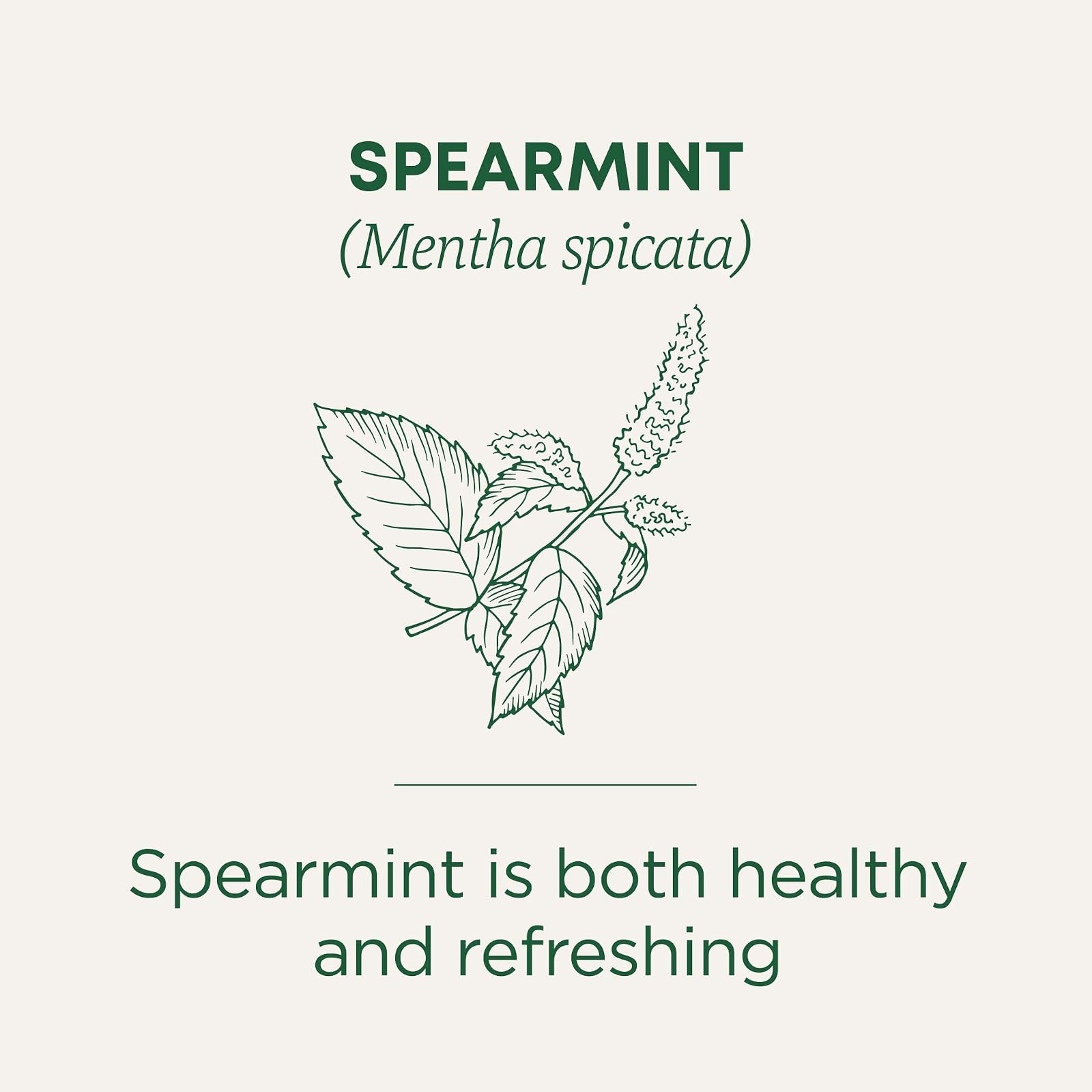 soothing spearmint tea for relaxation