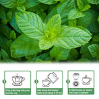 soothing spearmint tea for stress relief