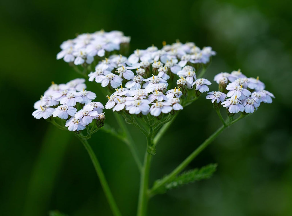 soothing yarrow herbal infusion