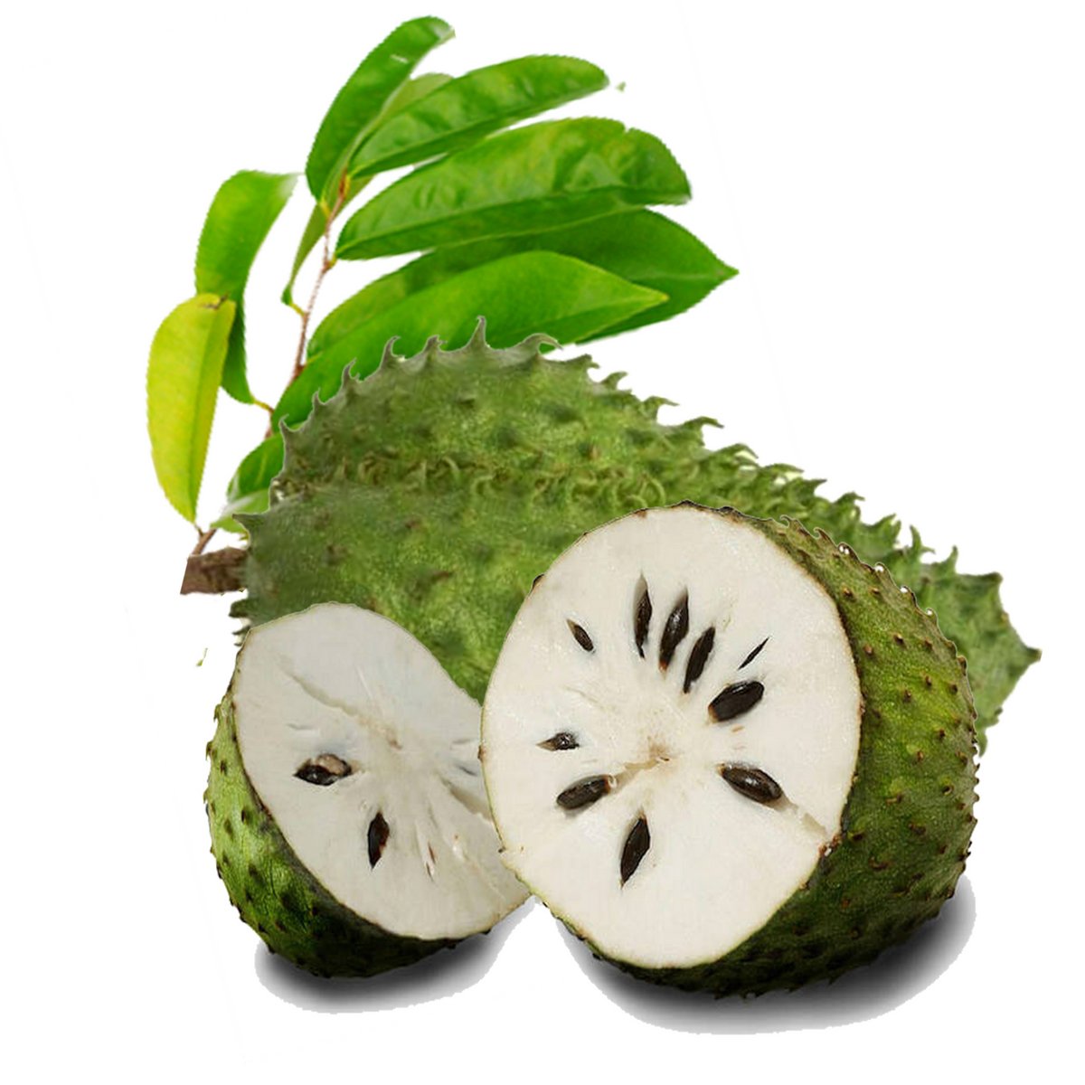 soursop extract in green tea