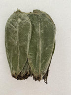 Soursop Graviola herbal infusion