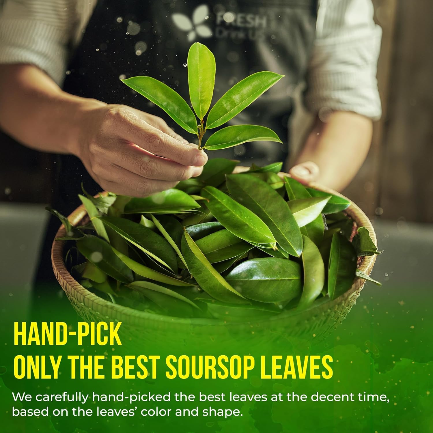 Soursop Graviola leaves for immune support