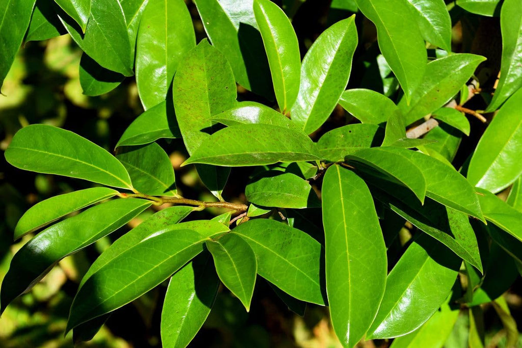 Soursop Graviola tea for digestion