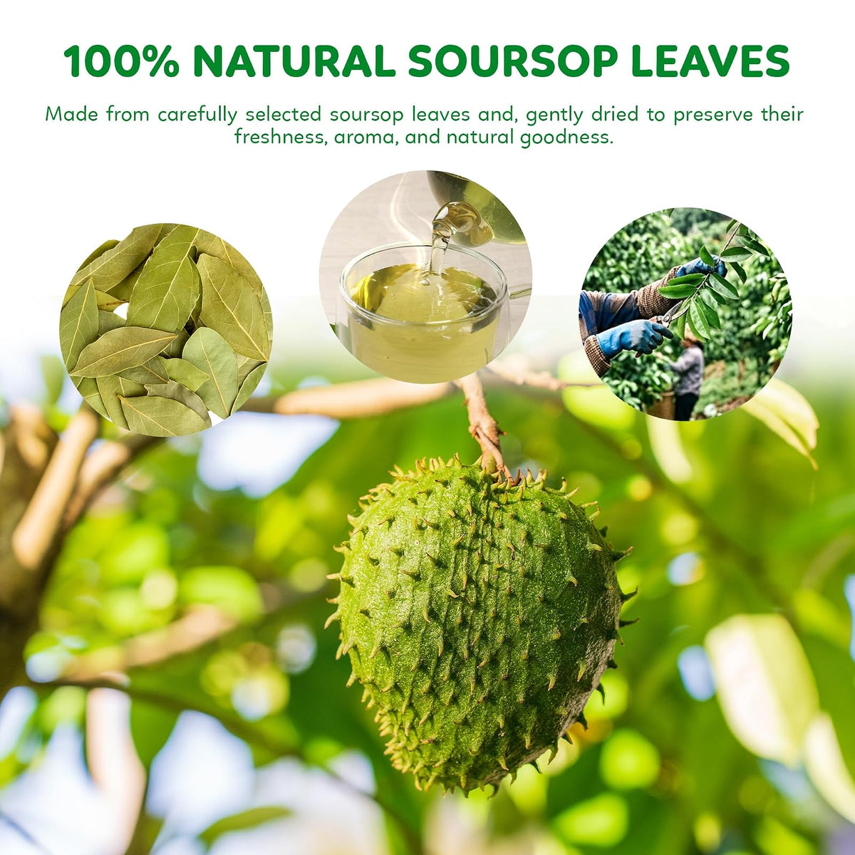 Soursop graviola tea for relaxation