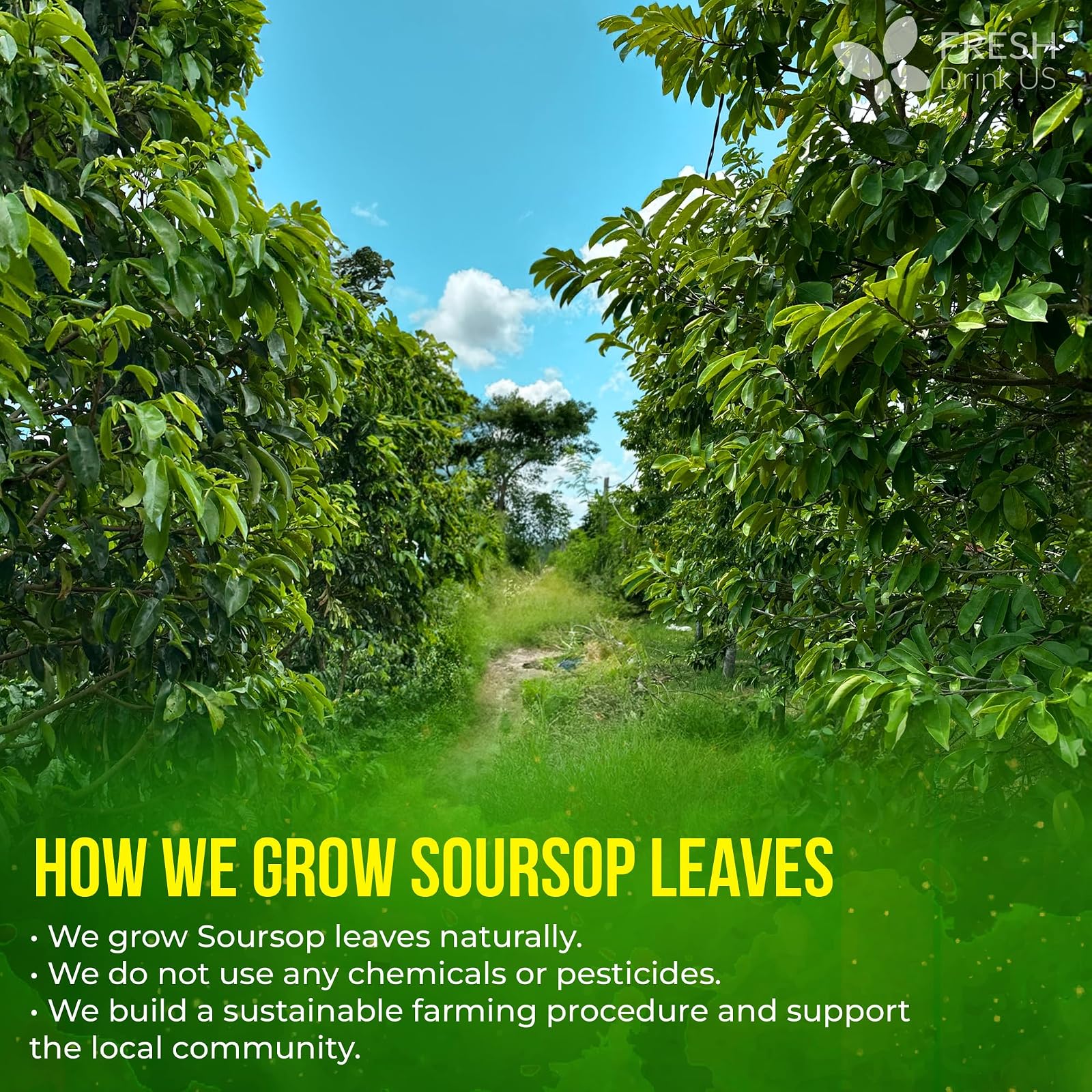 soursop graviola tea infusion