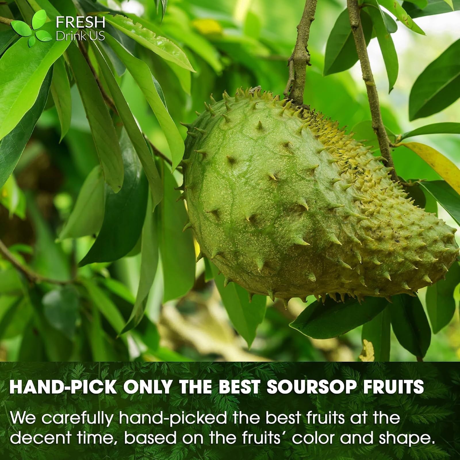 Soursop herbal tea for digestion