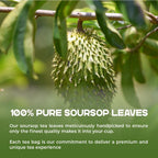 soursop herbal tea for digestive health