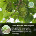 Soursop herbal tea for wellness