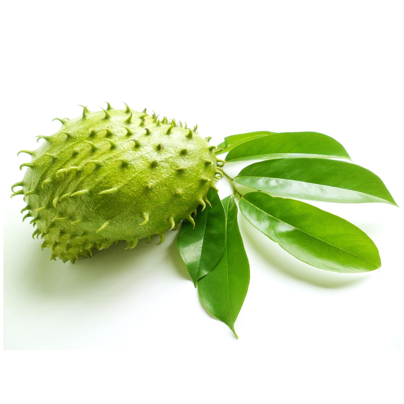 soursop leaves for immune support