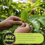 soursop leaves for soothing herbal infusions