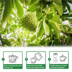 soursop leaves tea for digestion