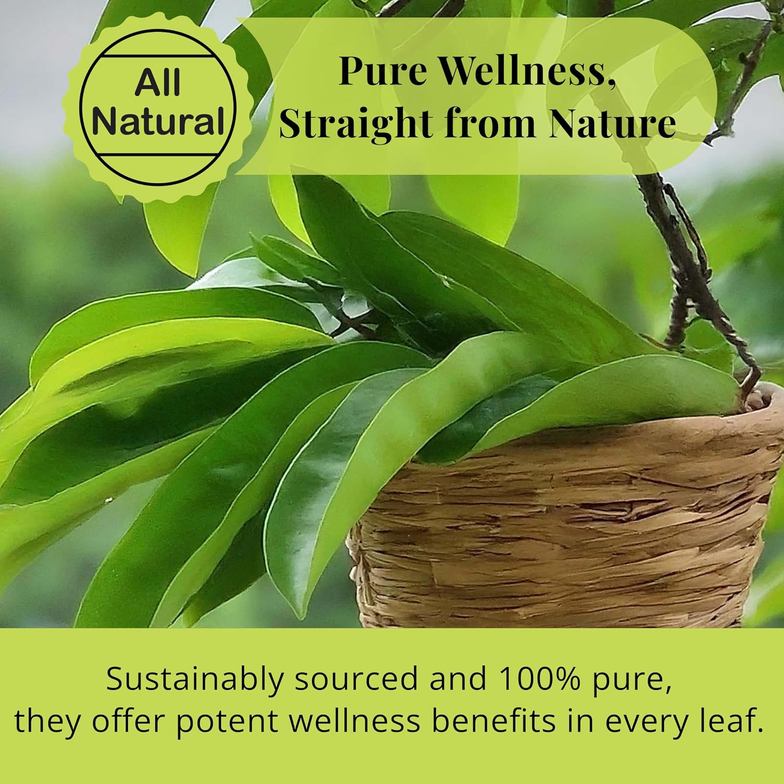 Soursop leaves tea for digestion