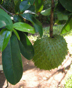 soursop powder for healthy lifestyle