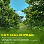 Soursop tea for digestive health