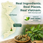 soursop tea with health benefits