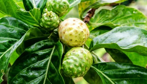 soy free noni powder for vitality