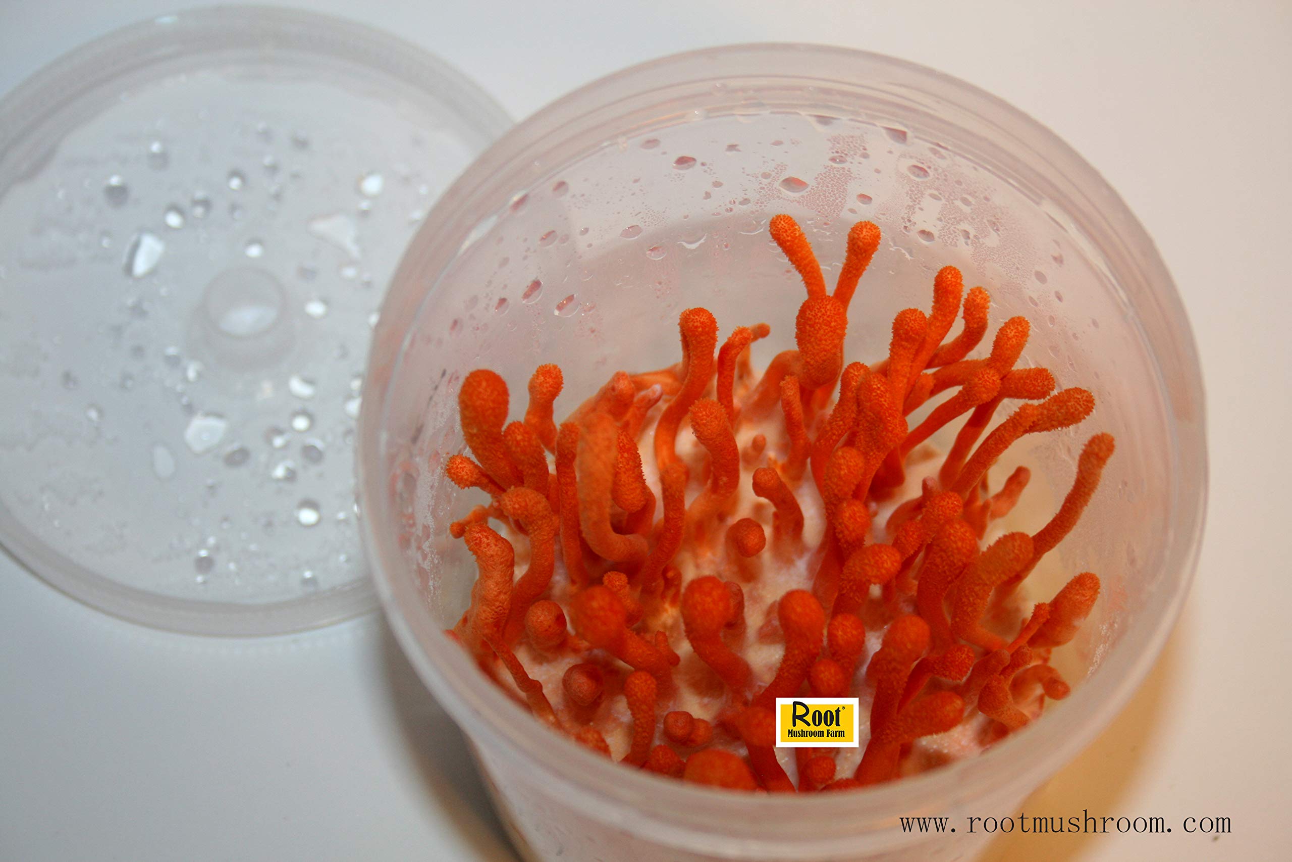 space-saving mushroom growing containers
