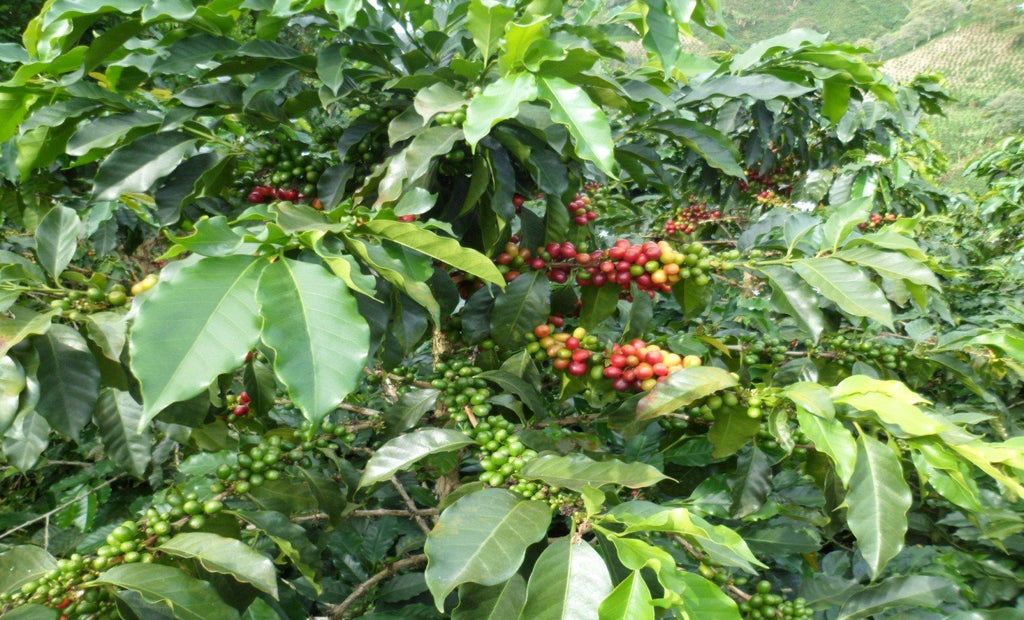 special micro lot coffee beans