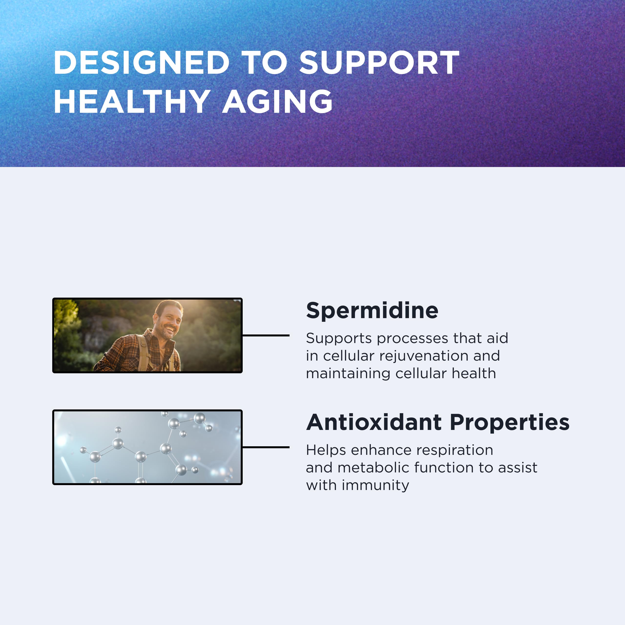 Spermidine for enhanced cellular health