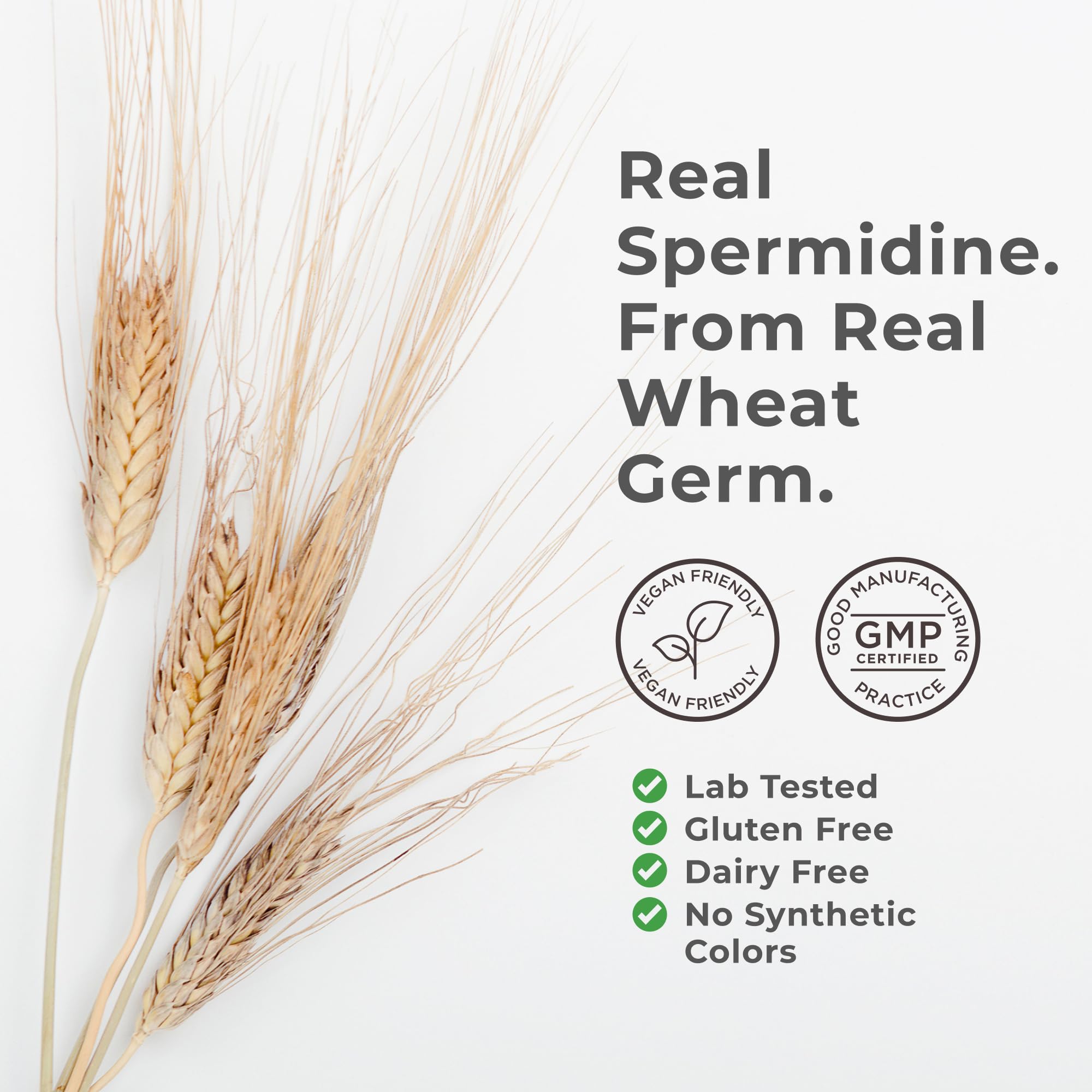 Spermidine liquid supplement for daily use