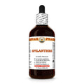 Spilanthes herbal supplement tincture