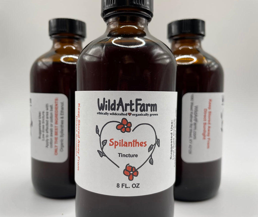 Spilanthes Oleracea tincture for toothache relief