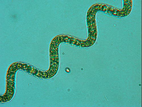 Spirulina powder for athletes' recovery