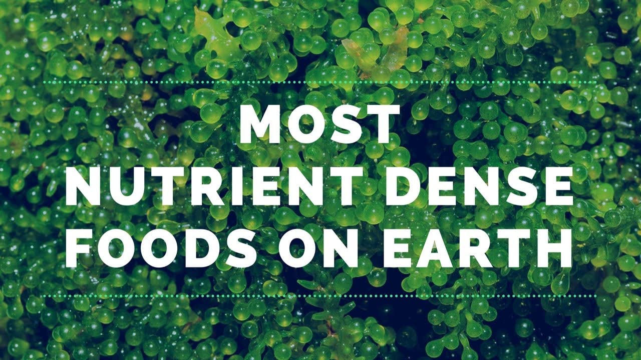 spirulina powder for plant-based diets