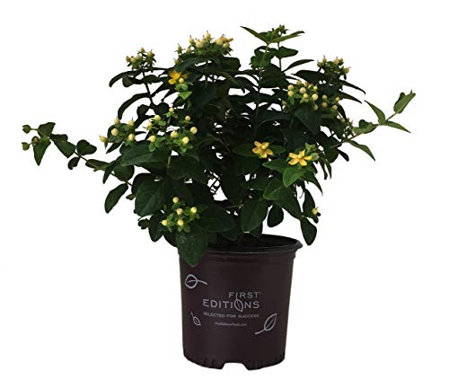 st. john's wort extract for mood