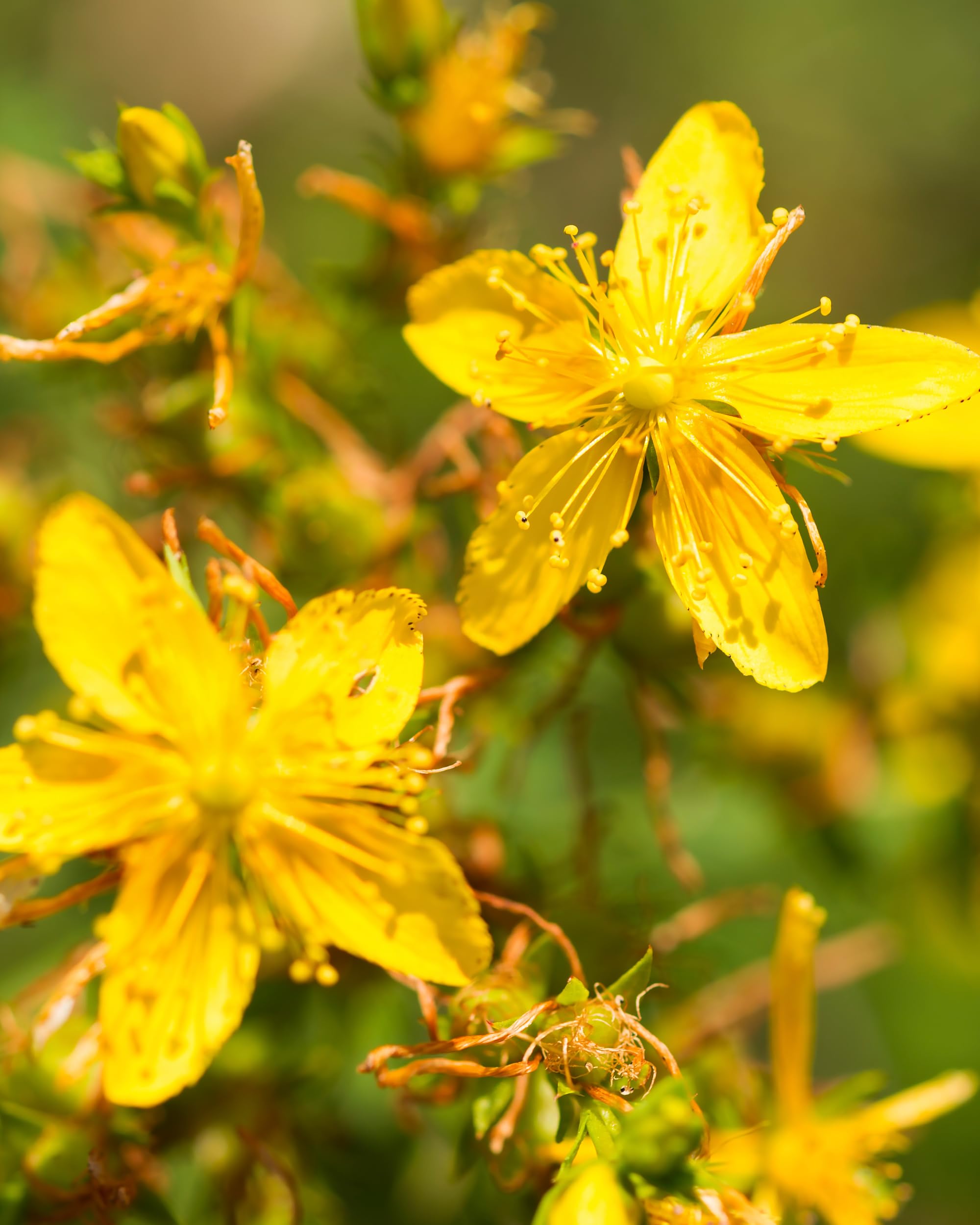 st. john's wort extract for relaxation