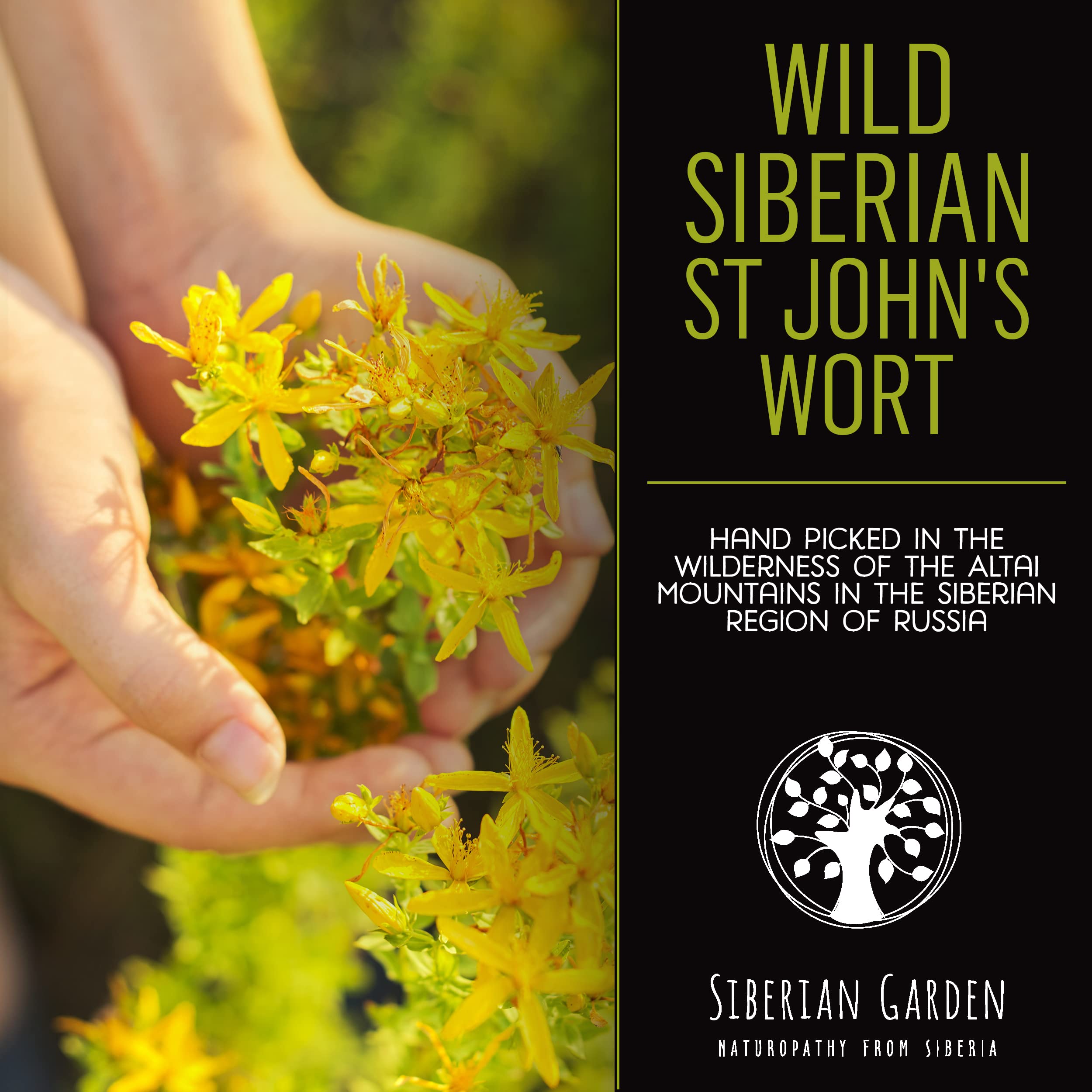 st. john's wort for anxiety support