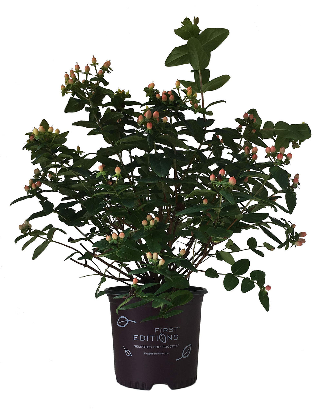 st. john's wort for emotional support