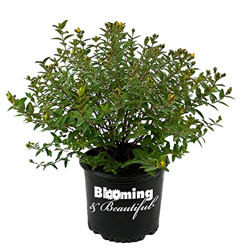st. john's wort for garden beauty