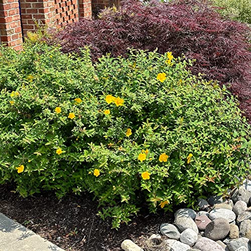 st. john's wort for landscaping