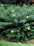 st. john's wort for mood support